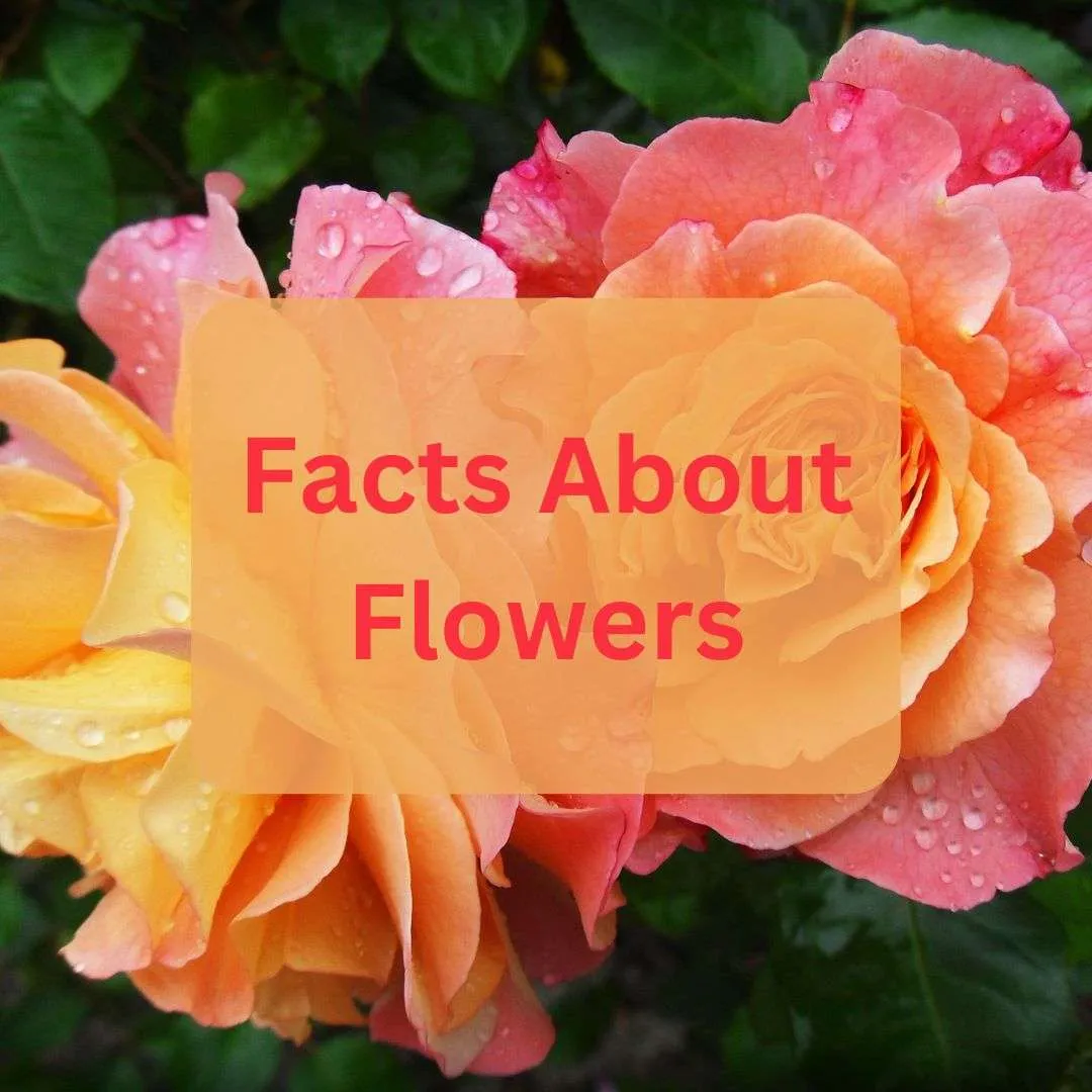 20 Fun Facts About Flowers - Antimaximalist